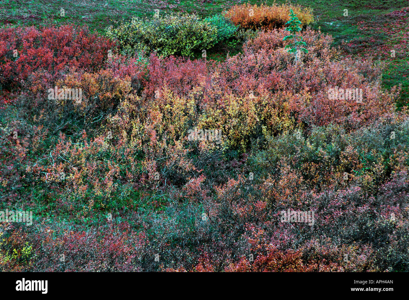 Tundra Dwarf Trees Premium Photo | The Dwarf Birch Tundra