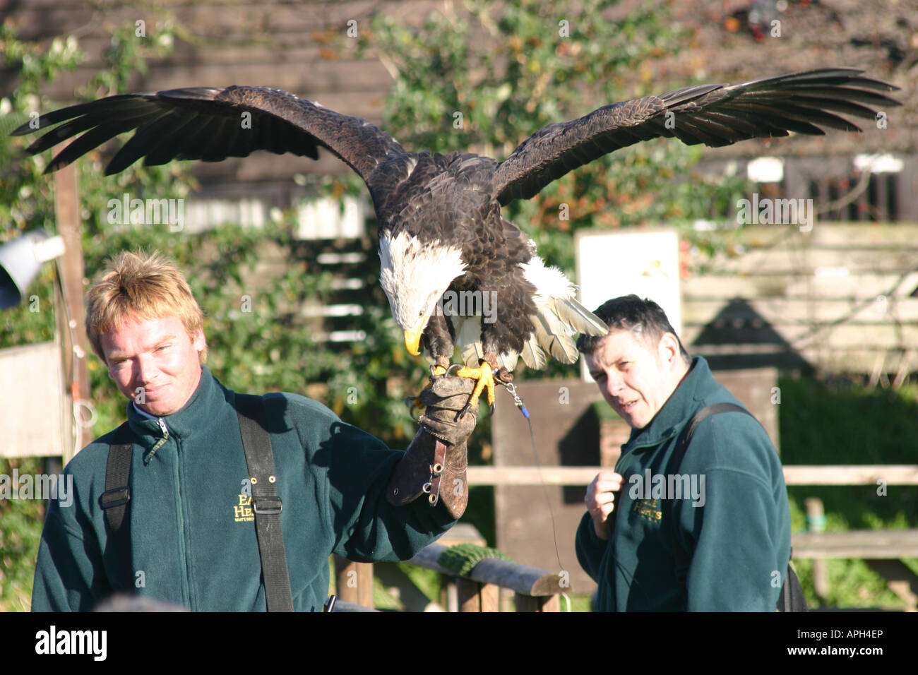 flying brown tawny eagle looking sharp eyed Stock Photo - Alamy