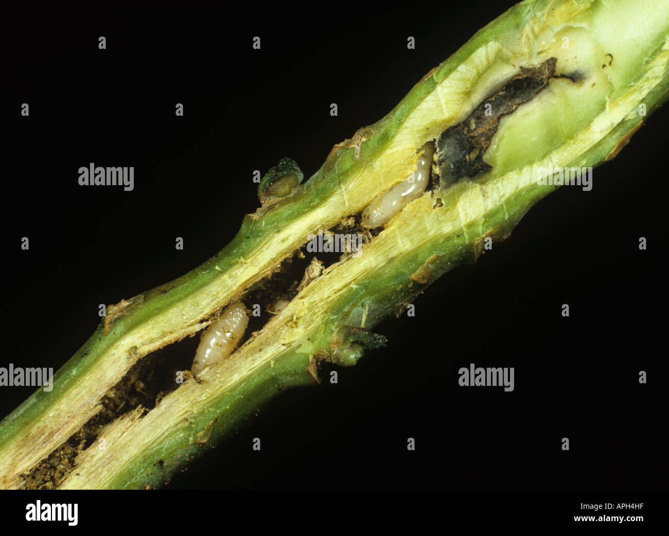 Cabbage root flly Delia radicum larvae damage in a cabbage root shown ...