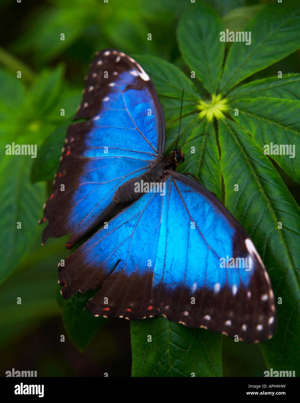 Colourful butterfly on leaf Stock Photo - Alamy