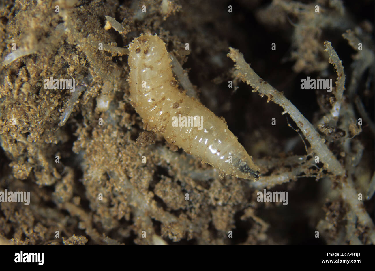 Cabbage root fly delia radicum hi-res stock photography and images - Alamy