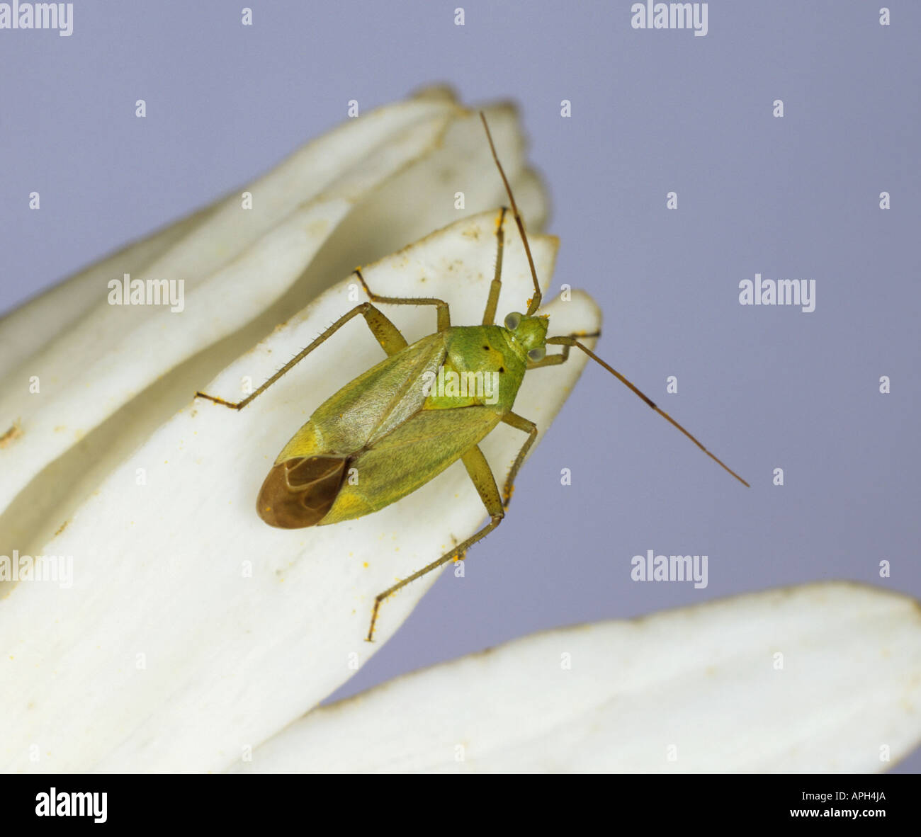 Adult potato capsid (Calocoris norvegicus) on a shasta daisy flower ...
