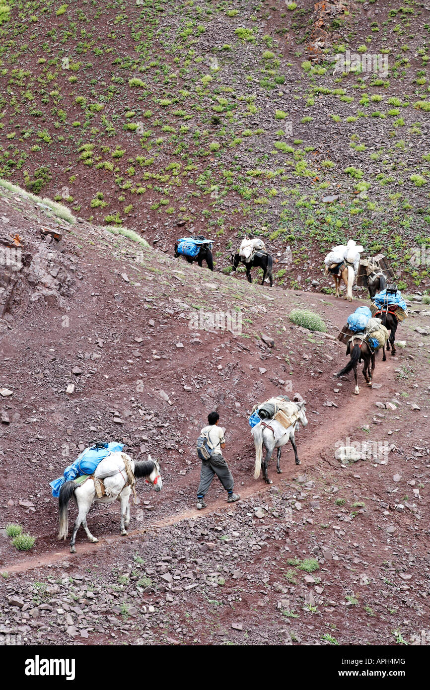 Pack horses carrying loads in Ladakh India Stock Photo - Alamy