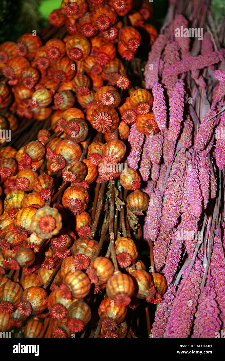 Hanging Orange poppy Heads Stock Photo - Alamy
