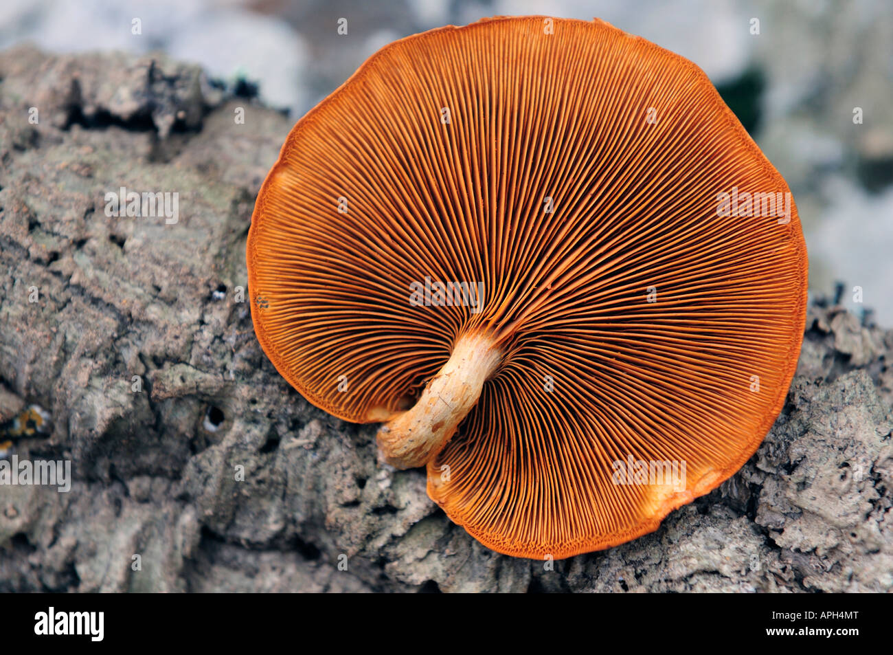 Hongo en rama de alcornoque Stock Photo - Alamy