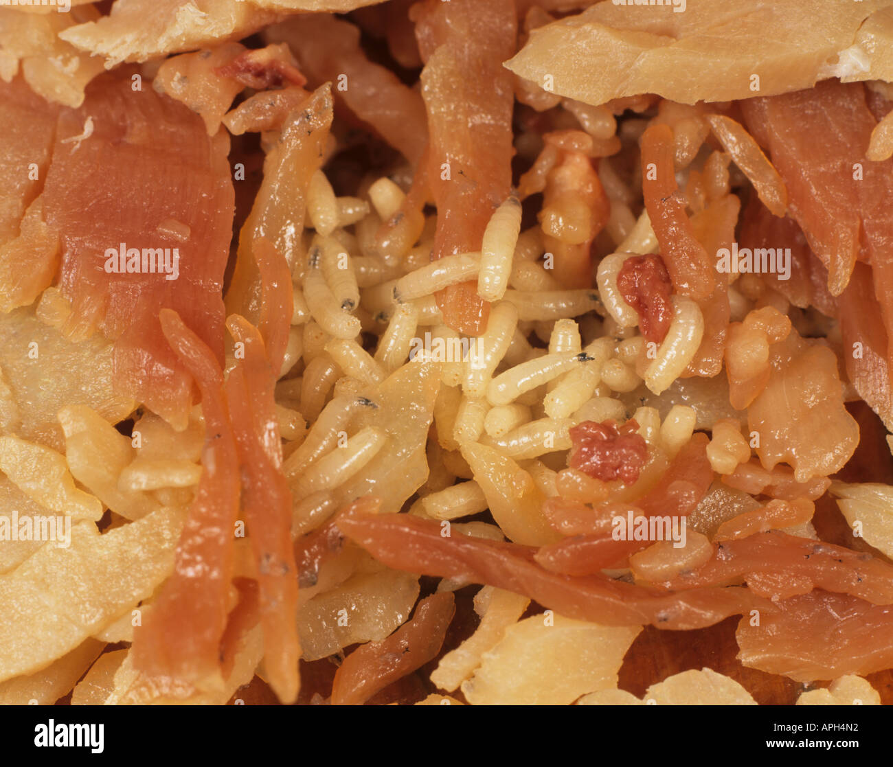House fly maggot hi-res stock photography and images - Alamy