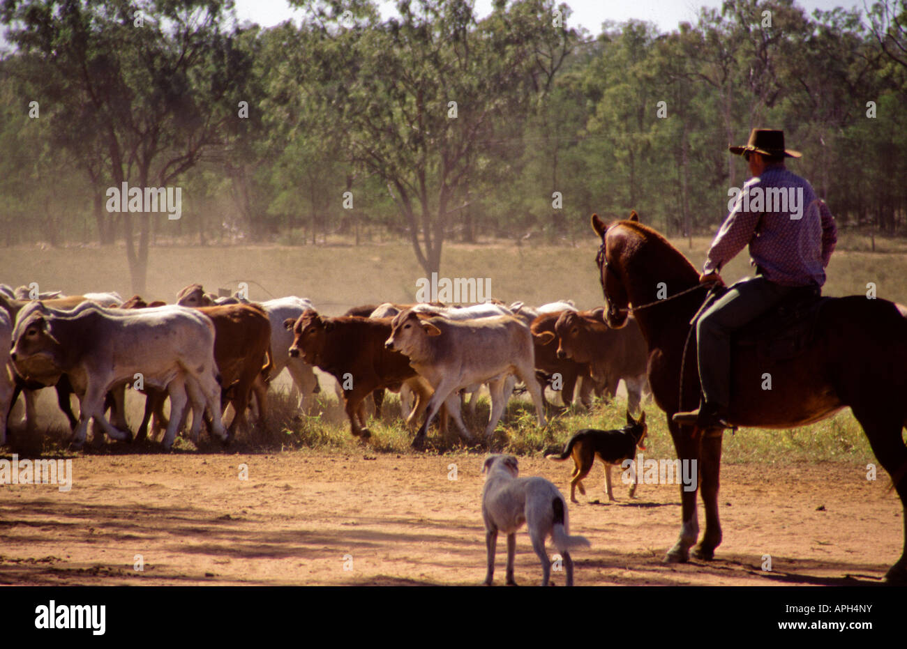 Stockman on horse preparing to muster cattles Stock Photo - Alamy