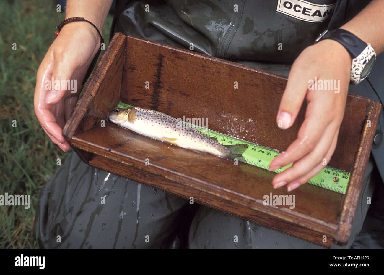 Fish measure hi-res stock photography and images - Alamy