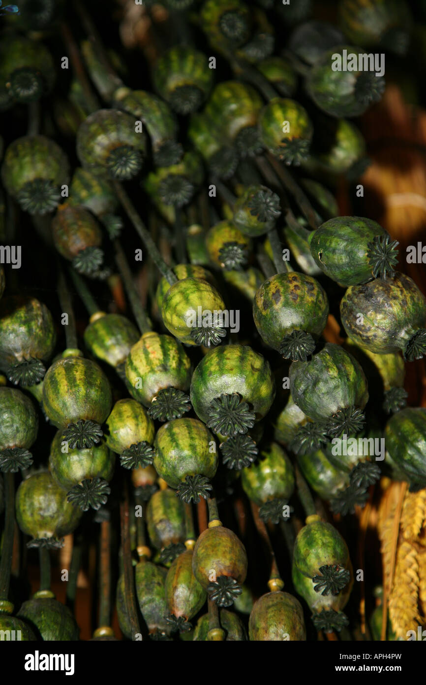 Green poppy Heads Stock Photo - Alamy