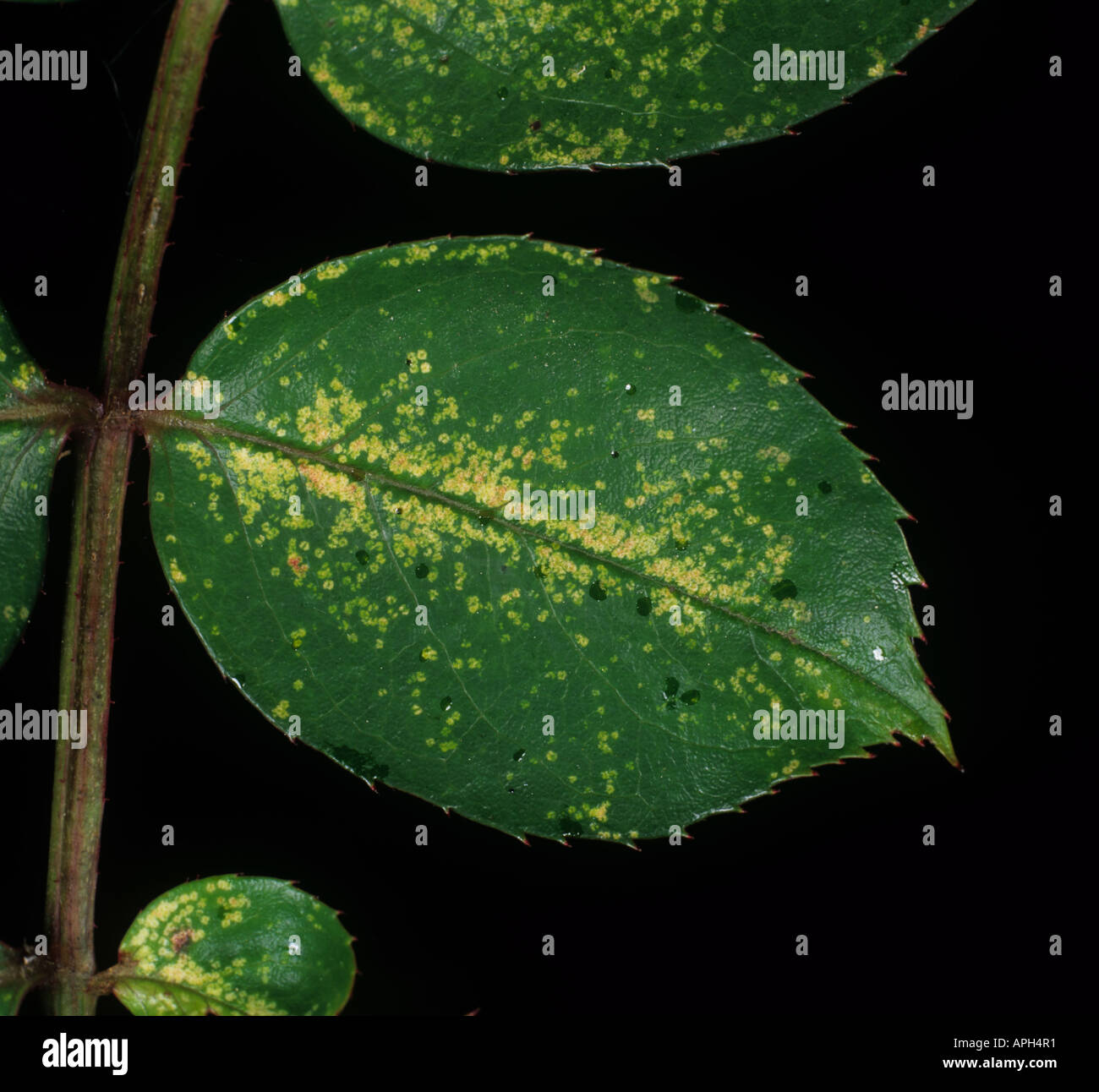 Leafhopper damage leaf hi-res stock photography and images - Alamy