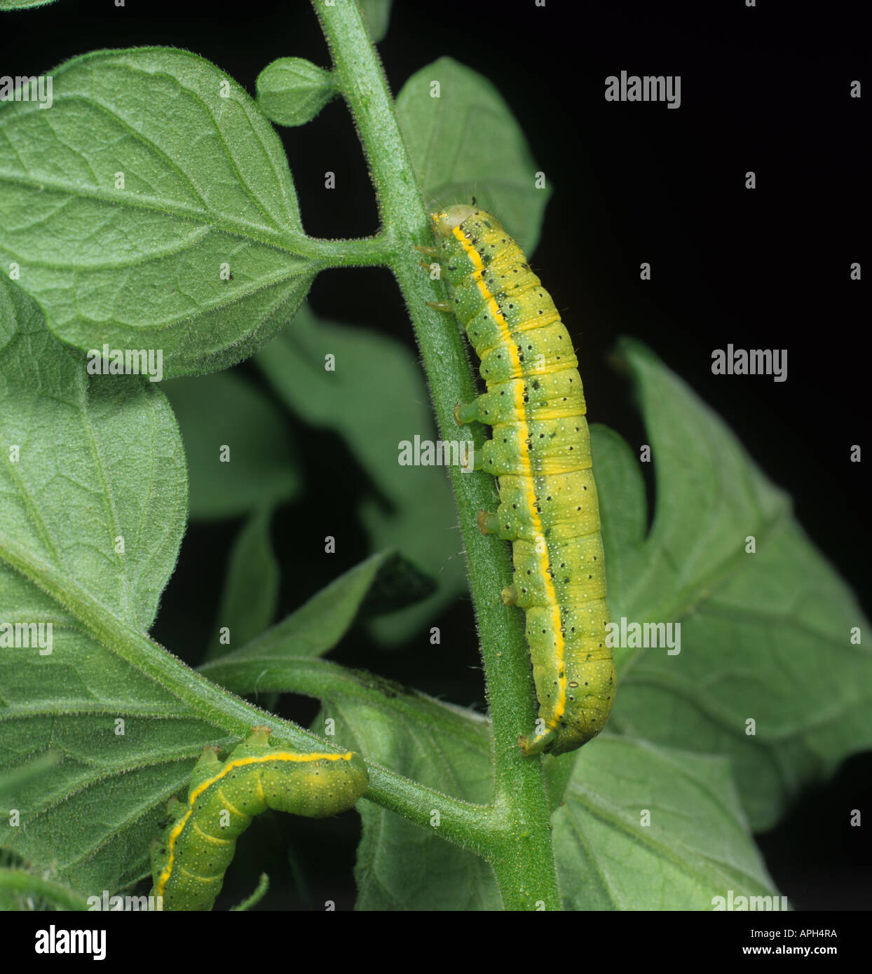 Tomato moth Lacanobia oleracea caterpillar on tomato plant Stock Photo ...