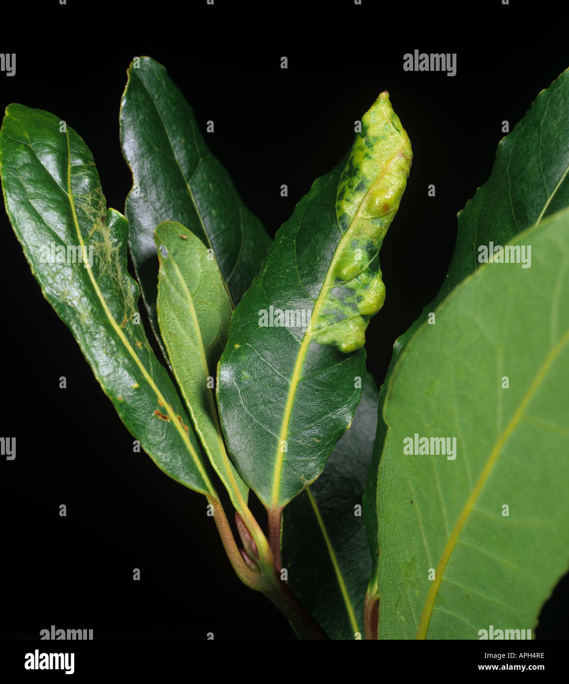 Bay sucker Trioza alacris damage to bay leaf Stock Photo - Alamy