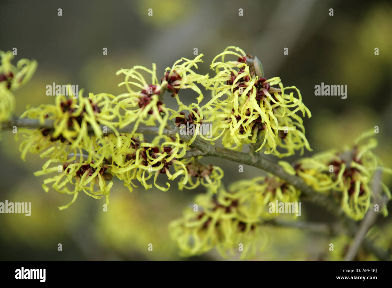Witch Hazel Hamamelis intermedia Hamamelidaceae Stock Photo - Alamy
