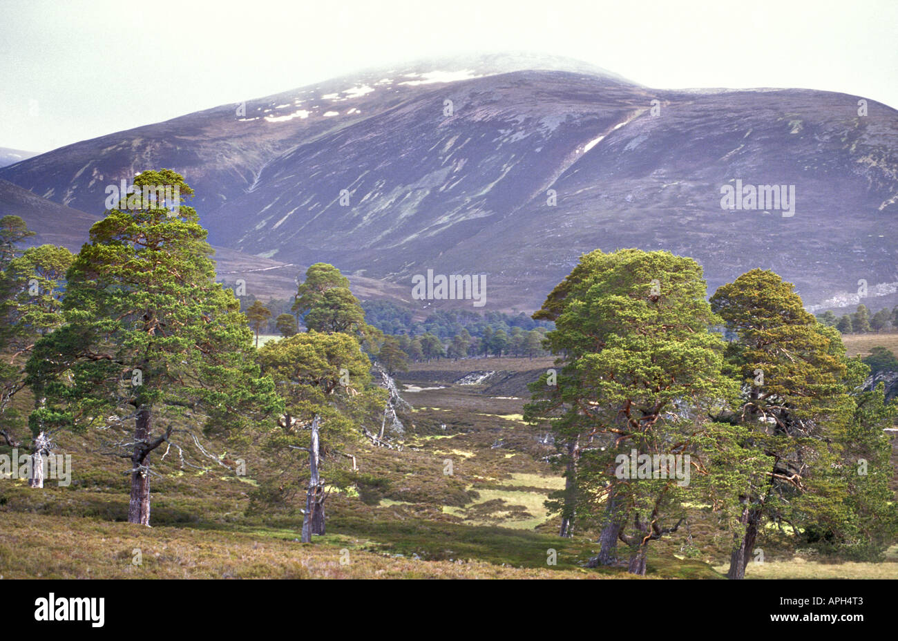 Caledonian Pine Forest at the foot of the Cairngorms National Park Mar ...
