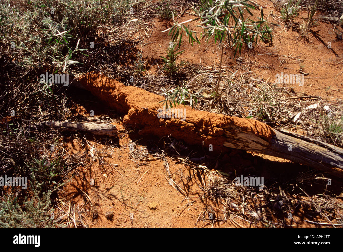 Dead tree trunk covered with termite sand Stock Photo - Alamy