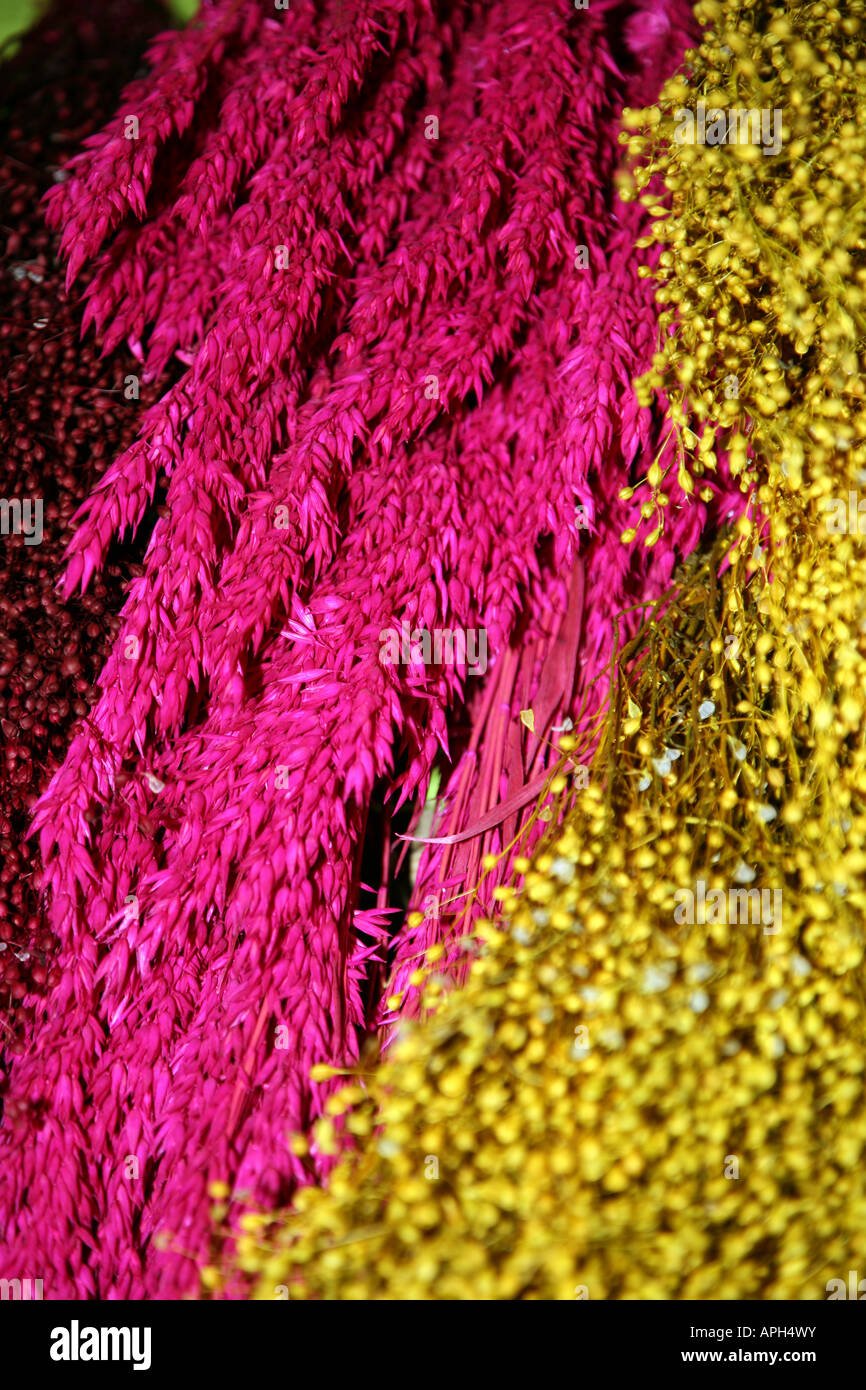 Pink seed pods hi-res stock photography and images - Alamy