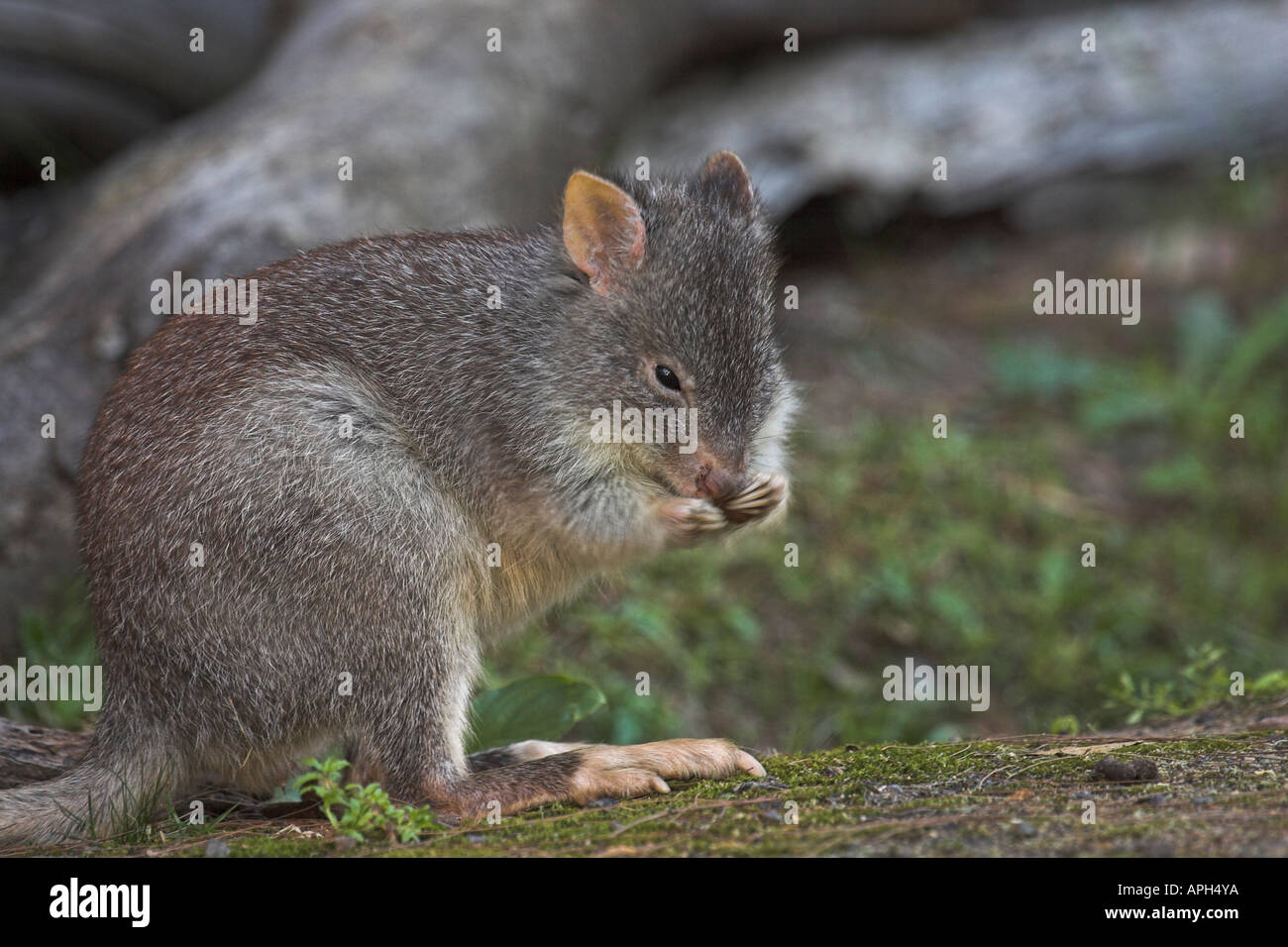 Rufous bettong aepyprymnus rufescens hi-res stock photography and ...