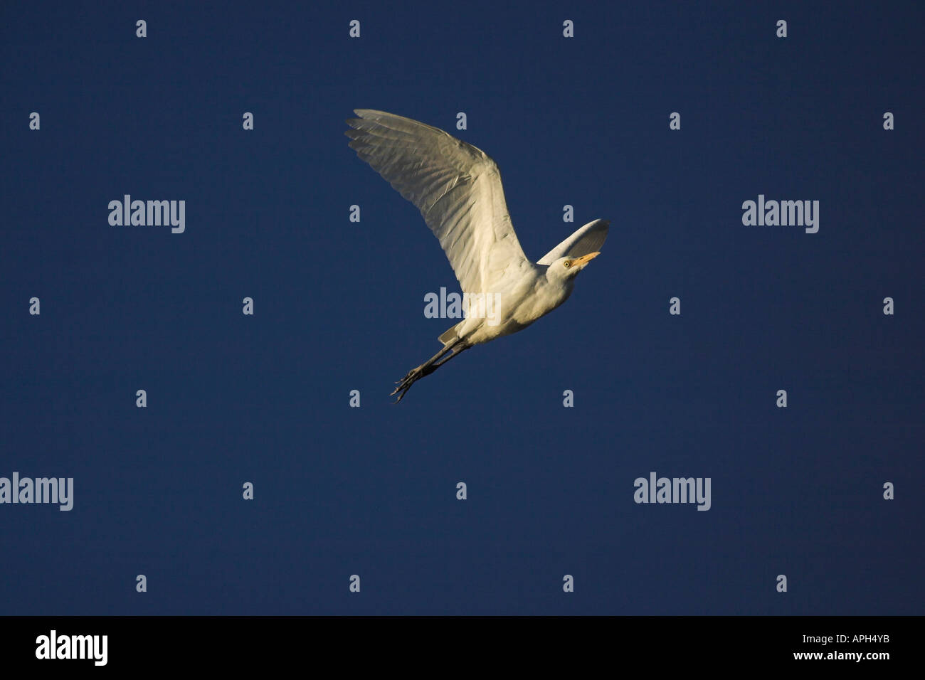 An australian little egret hi-res stock photography and images - Alamy
