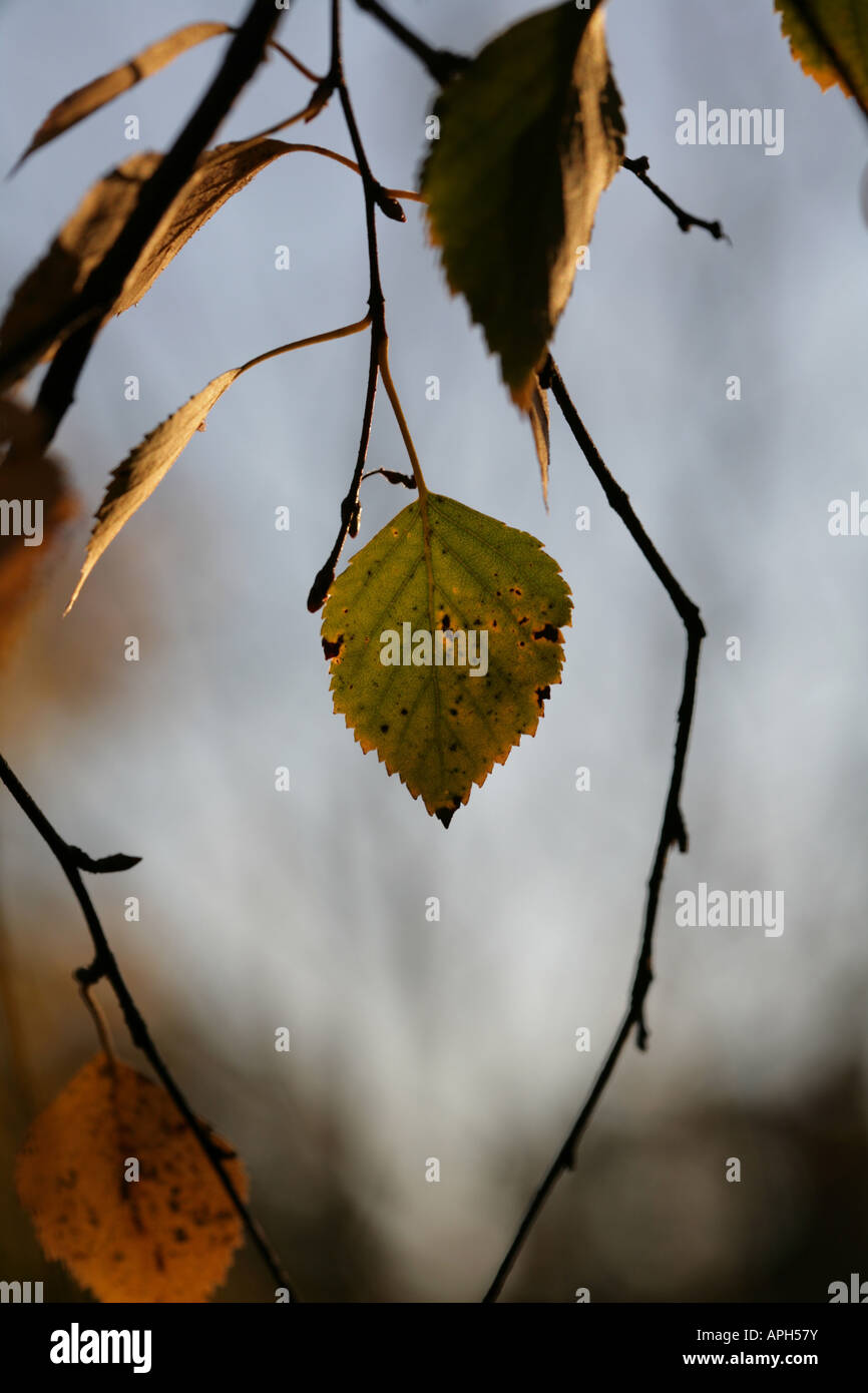 Silver Birch Leaves turned a golden colour in the autumn in a Cheshire ...