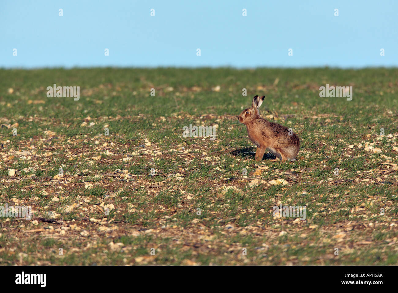 Hare sat field hi-res stock photography and images - Alamy