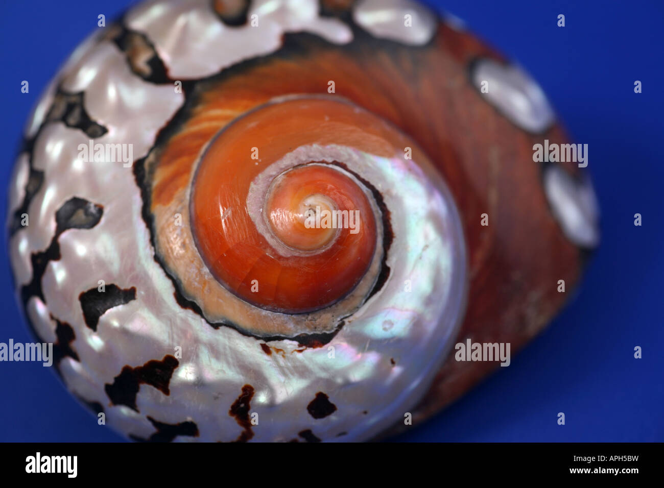 Orange and white seashell hi-res stock photography and images - Alamy