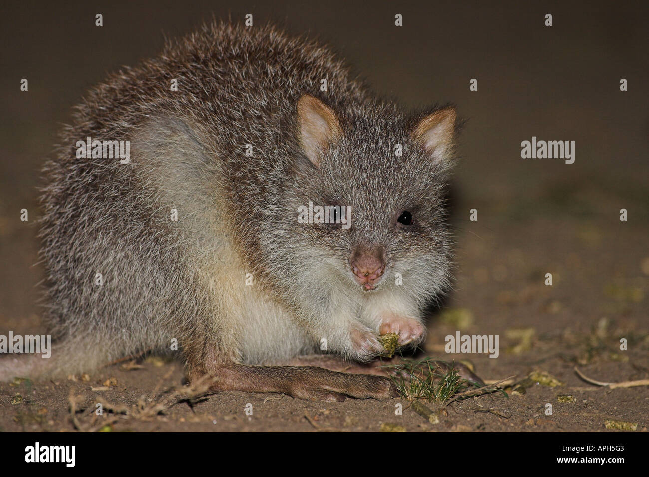 Aepyprymnus rufescens hi-res stock photography and images - Alamy