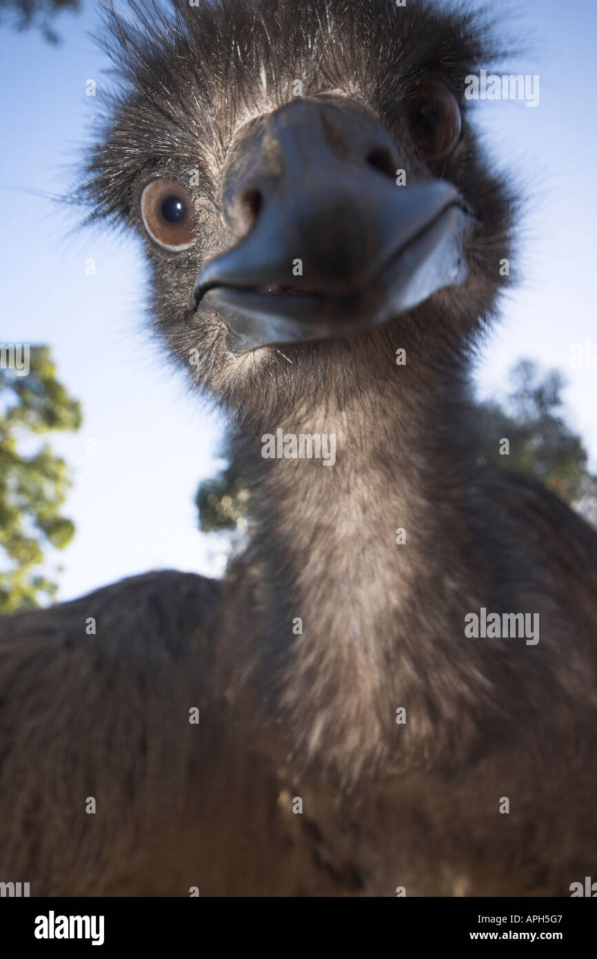 Emu dromaius novaehollandiae juvenile hi-res stock photography and ...