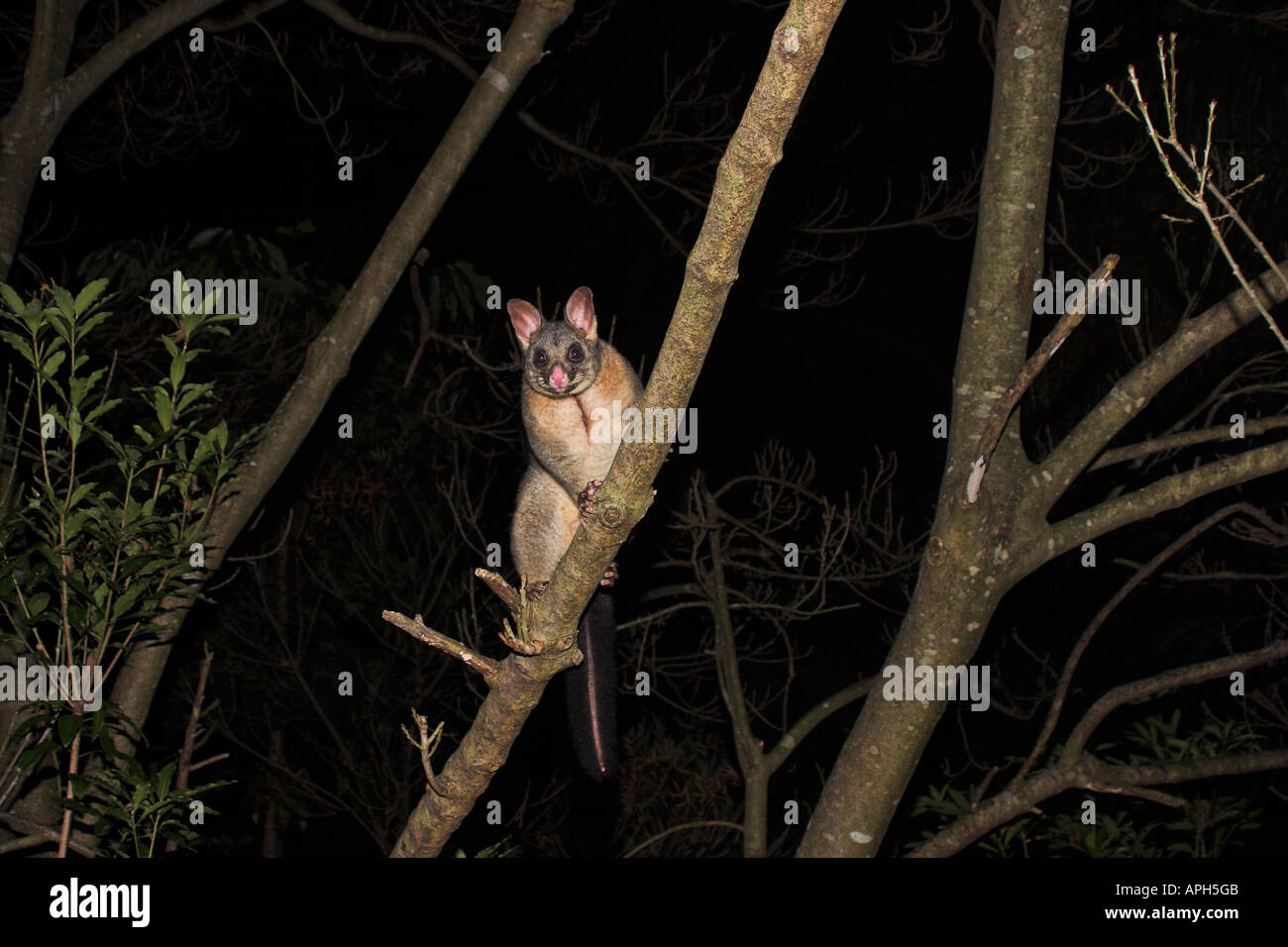 common brush tail possum, silver-grey possum, bushy-tail possum ...