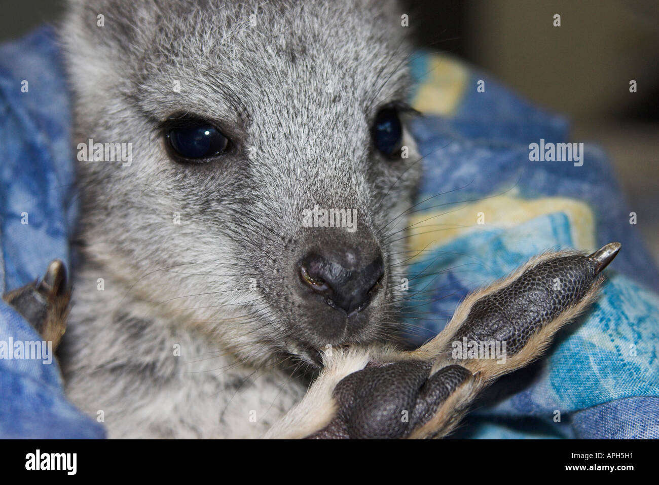 Euro, common wallaroo eastern wallaroo, barrow island wallaroo ...