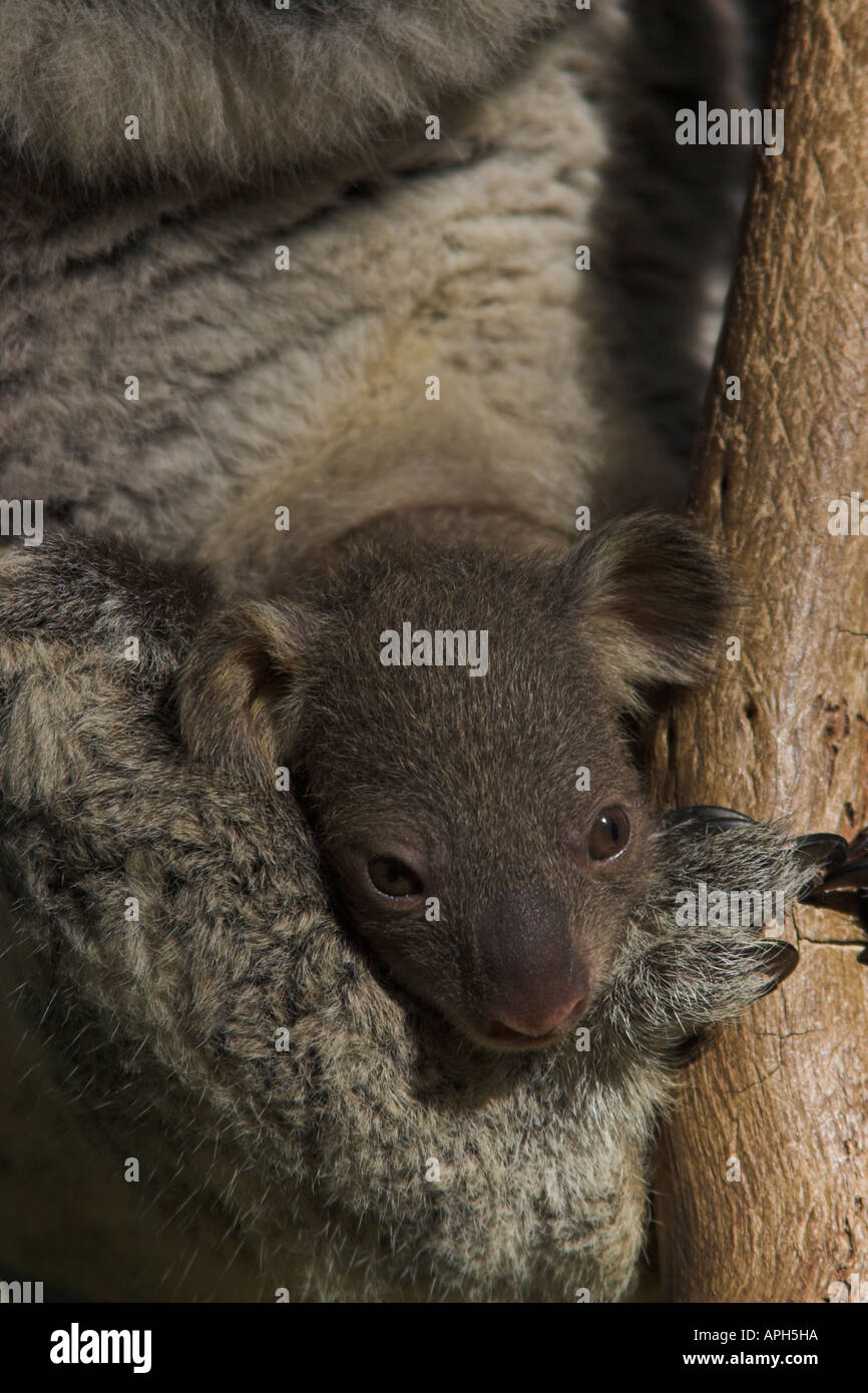 Koala joey pouch hi-res stock photography and images - Alamy
