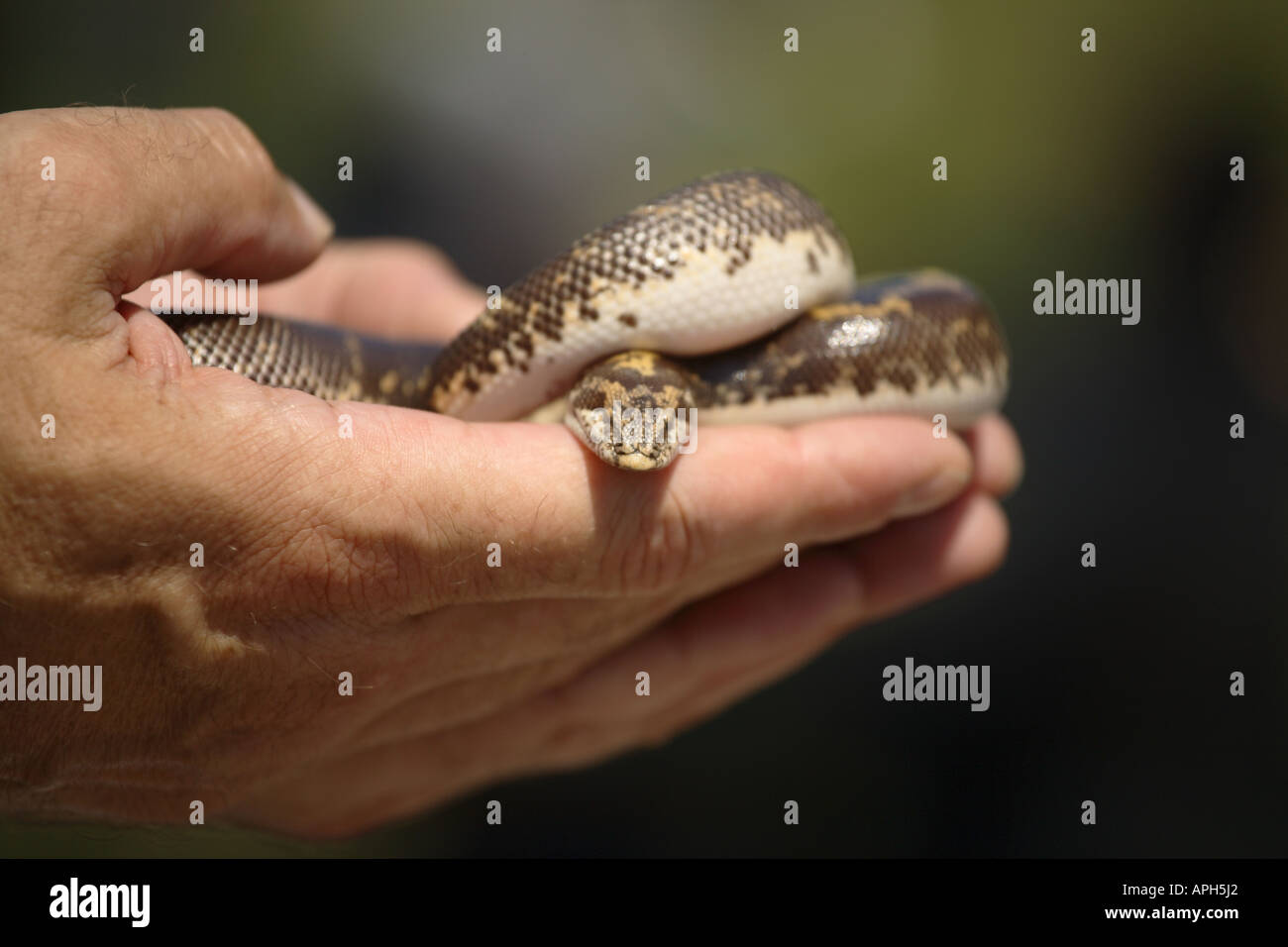 Touch snake hi-res stock photography and images - Alamy