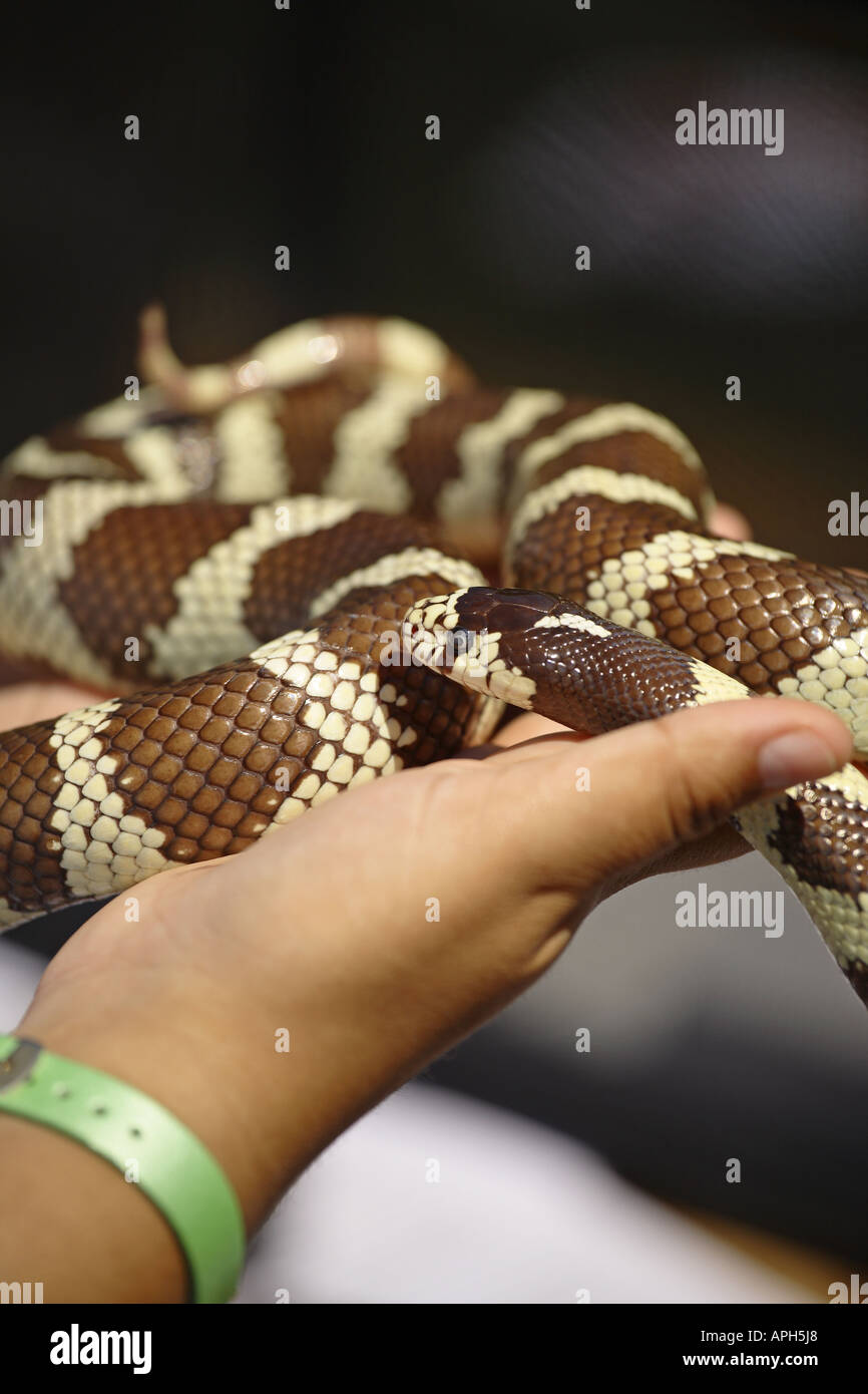 a child holding a snake Stock Photo - Alamy
