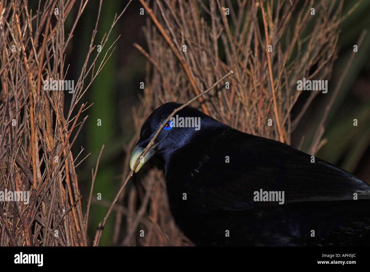 Satin bowerbird bower hi-res stock photography and images - Alamy