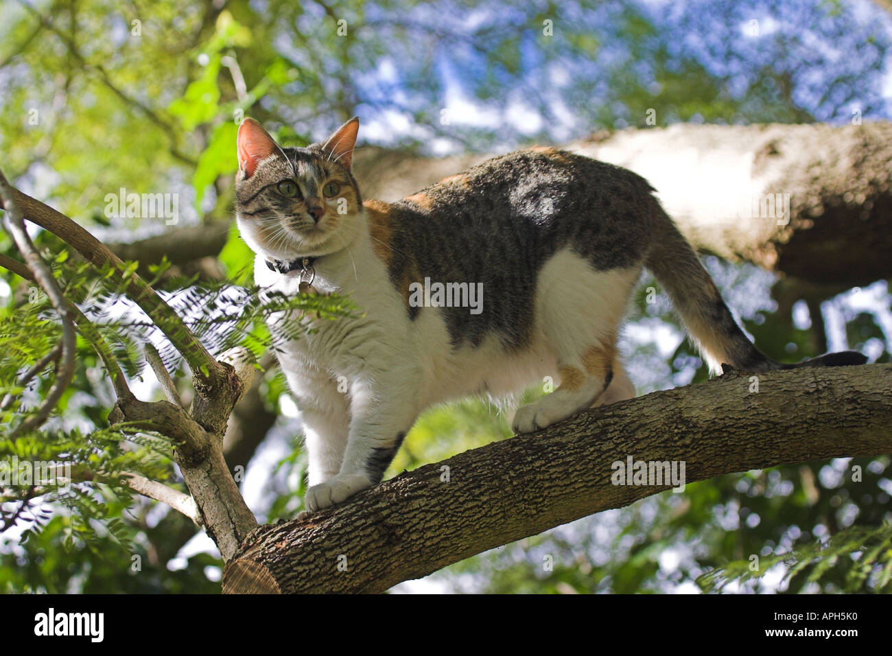 domestic cat in a tree Stock Photo - Alamy