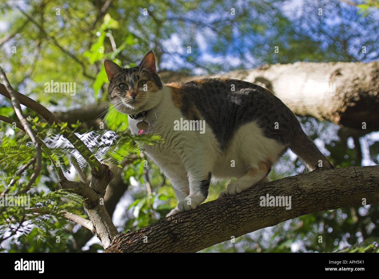 domestic cat in a tree Stock Photo - Alamy