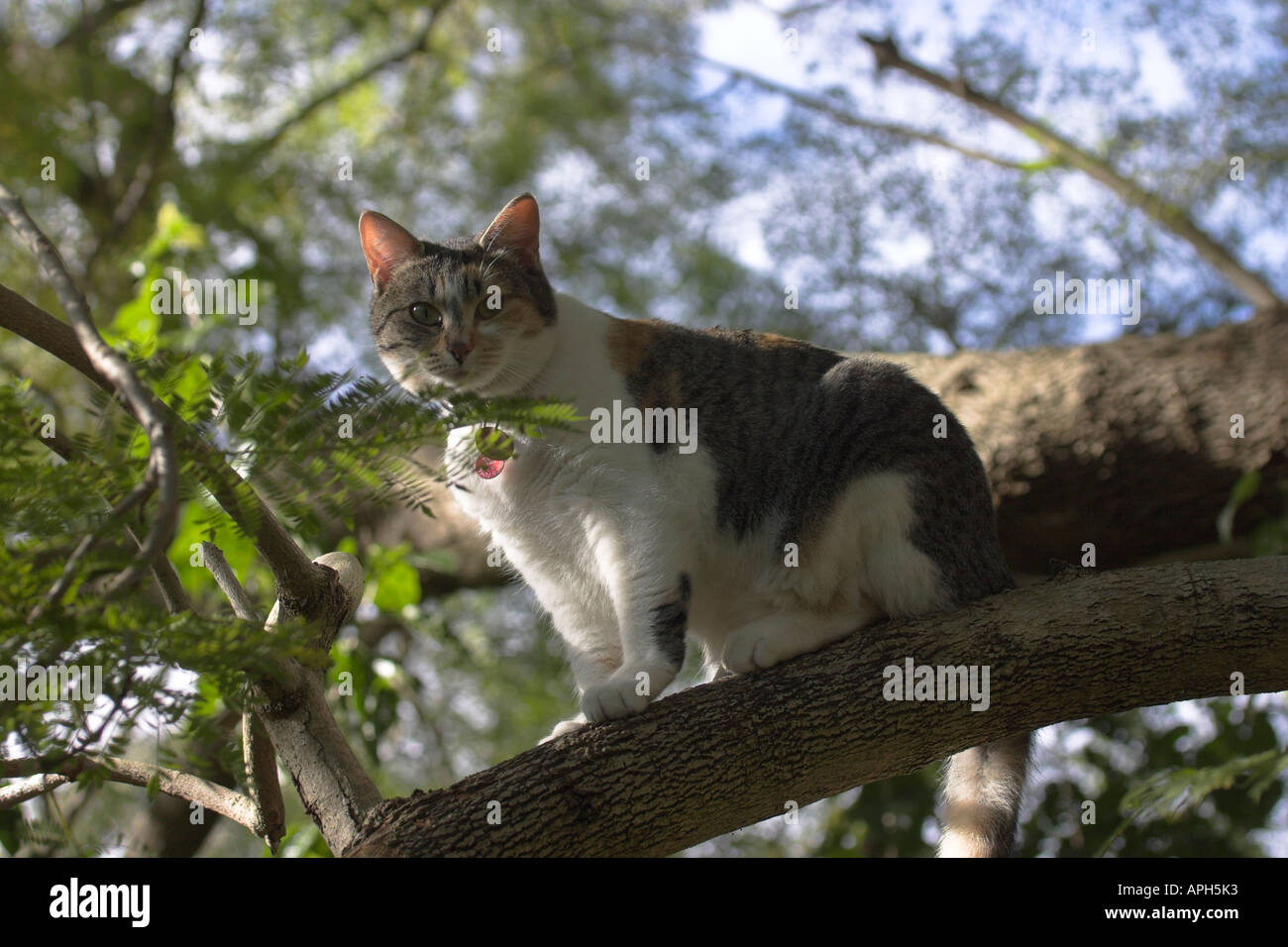 domestic cat in a tree Stock Photo - Alamy