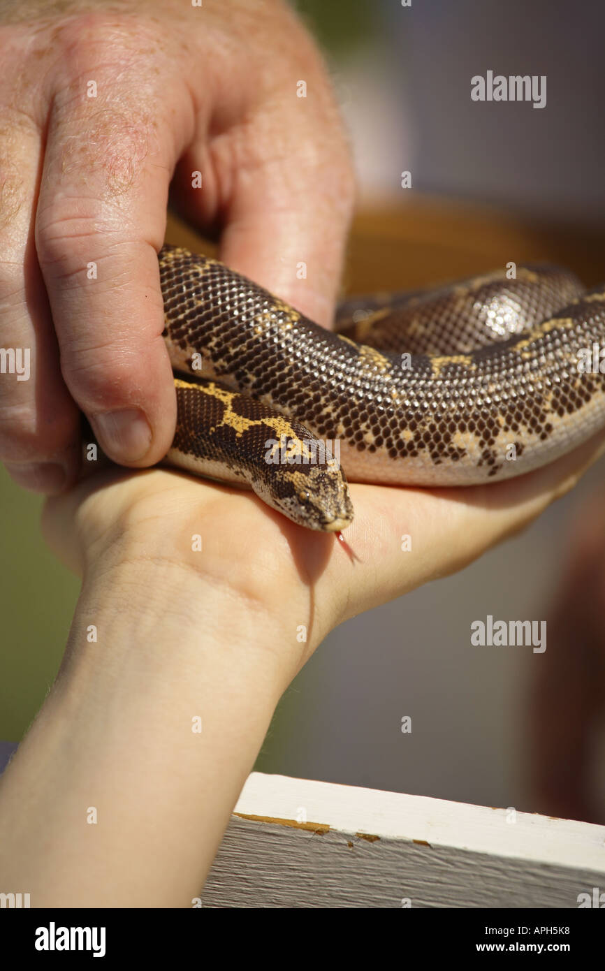a child holding a snake Stock Photo - Alamy