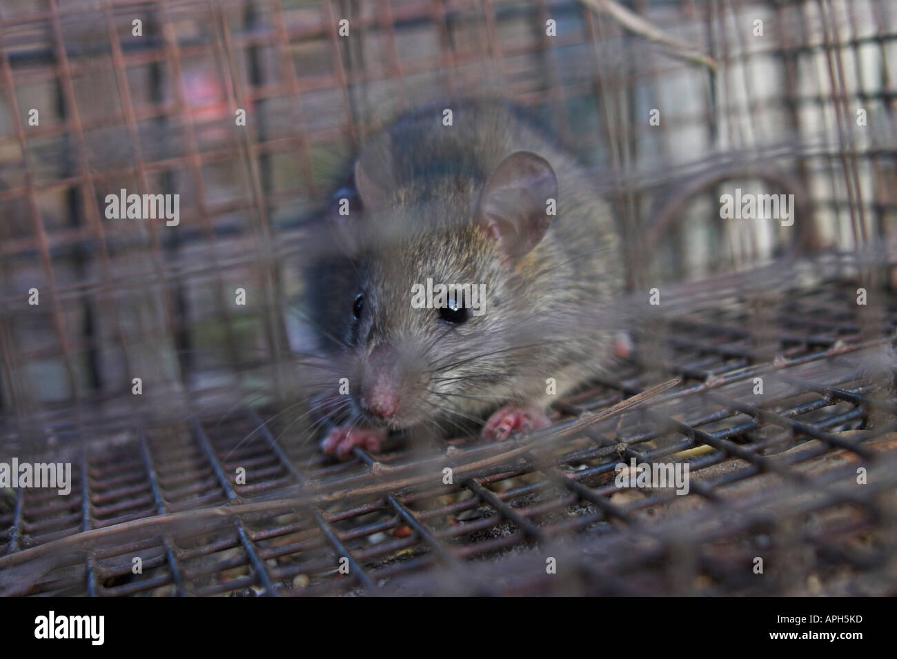 bush rat, rattus fuscipes, caught in a trap Stock Photo - Alamy