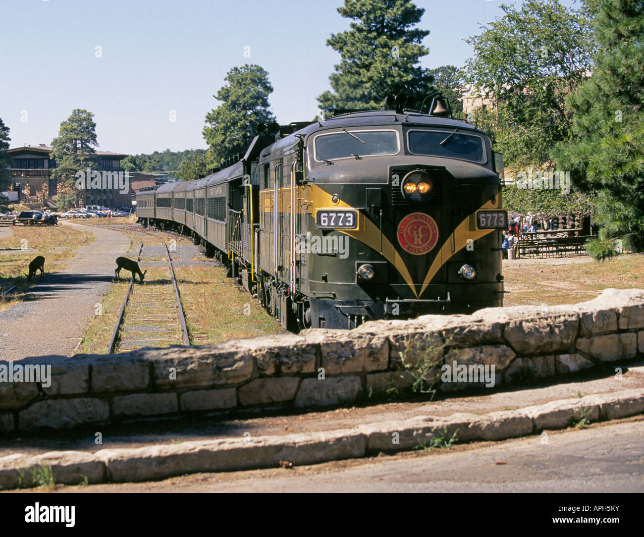 Mule deer feed near the engine and cars of the famous Grand Canyon ...