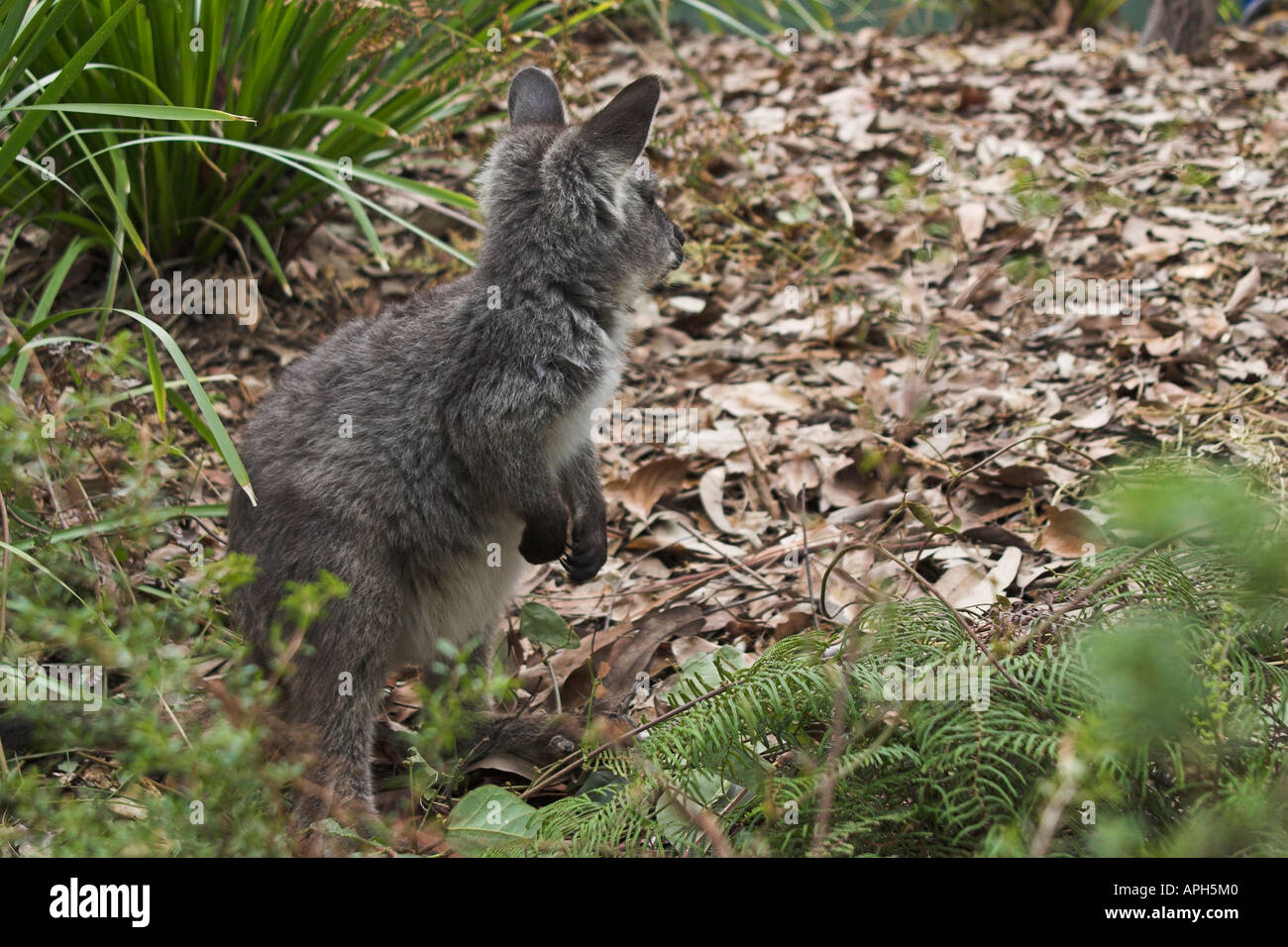 Euro, common wallaroo eastern wallaroo, barrow island wallaroo ...