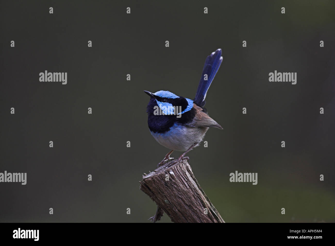 Australian blue wren hi-res stock photography and images - Alamy
