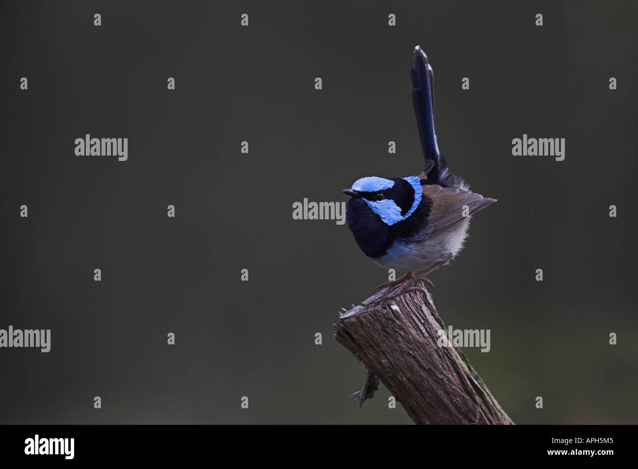 superb blue fairy wren, malarus cyaneus, perched on a branch Stock ...