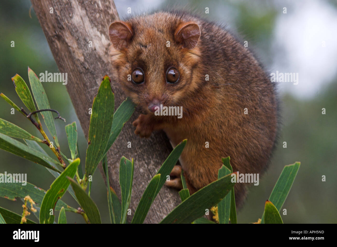 common ringtail possum joey, pseudocheirus peregrinus Stock Photo - Alamy