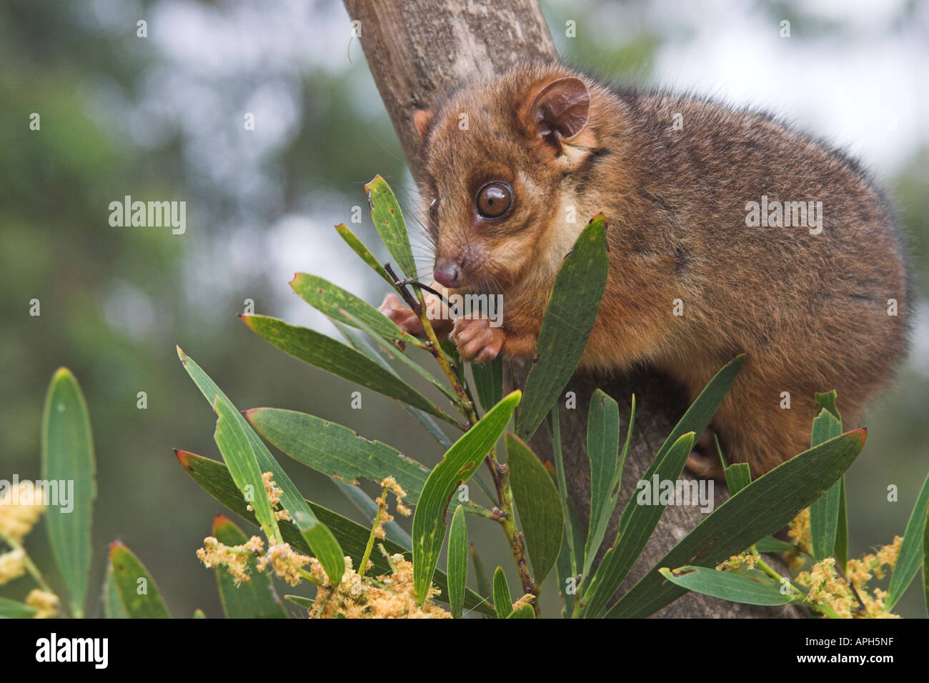 common ringtail possum joey, pseudocheirus peregrinus Stock Photo - Alamy