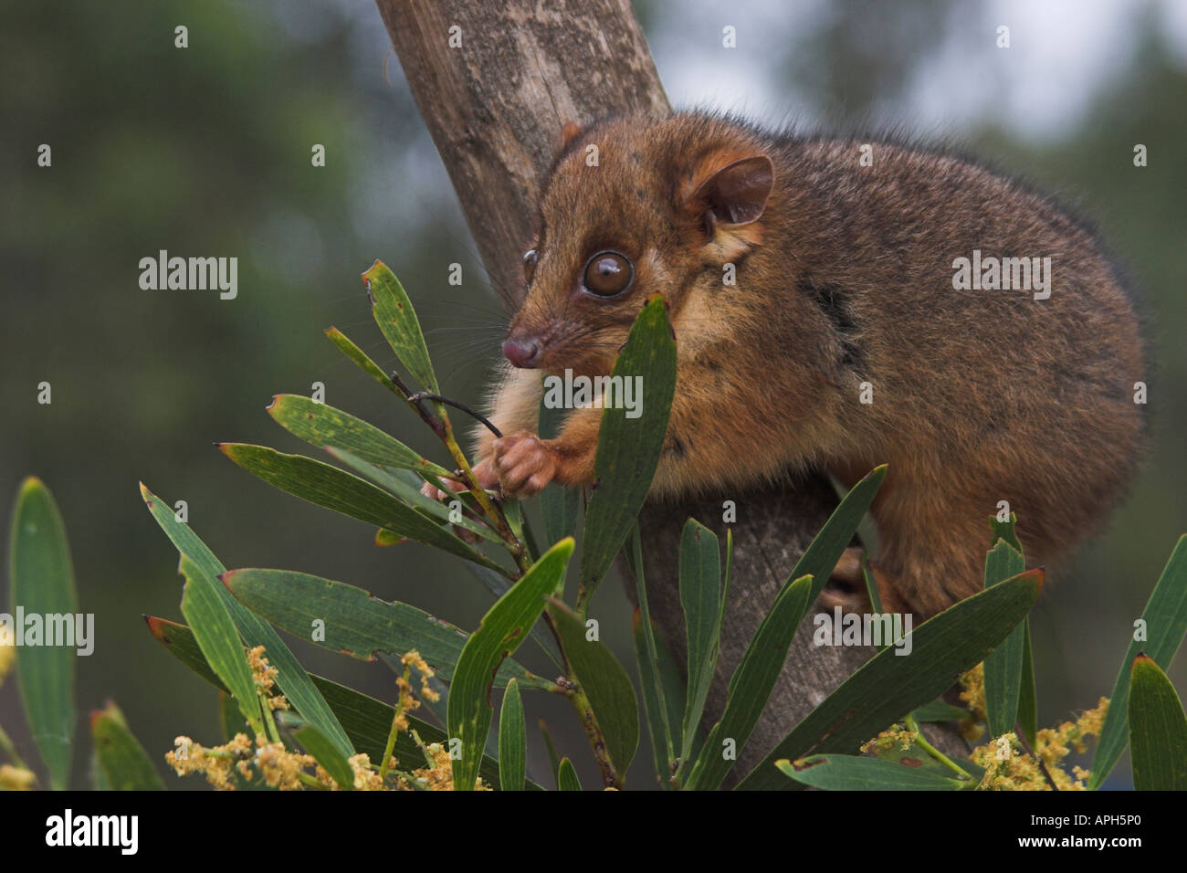 common ringtail possum joey, pseudocheirus peregrinus Stock Photo - Alamy