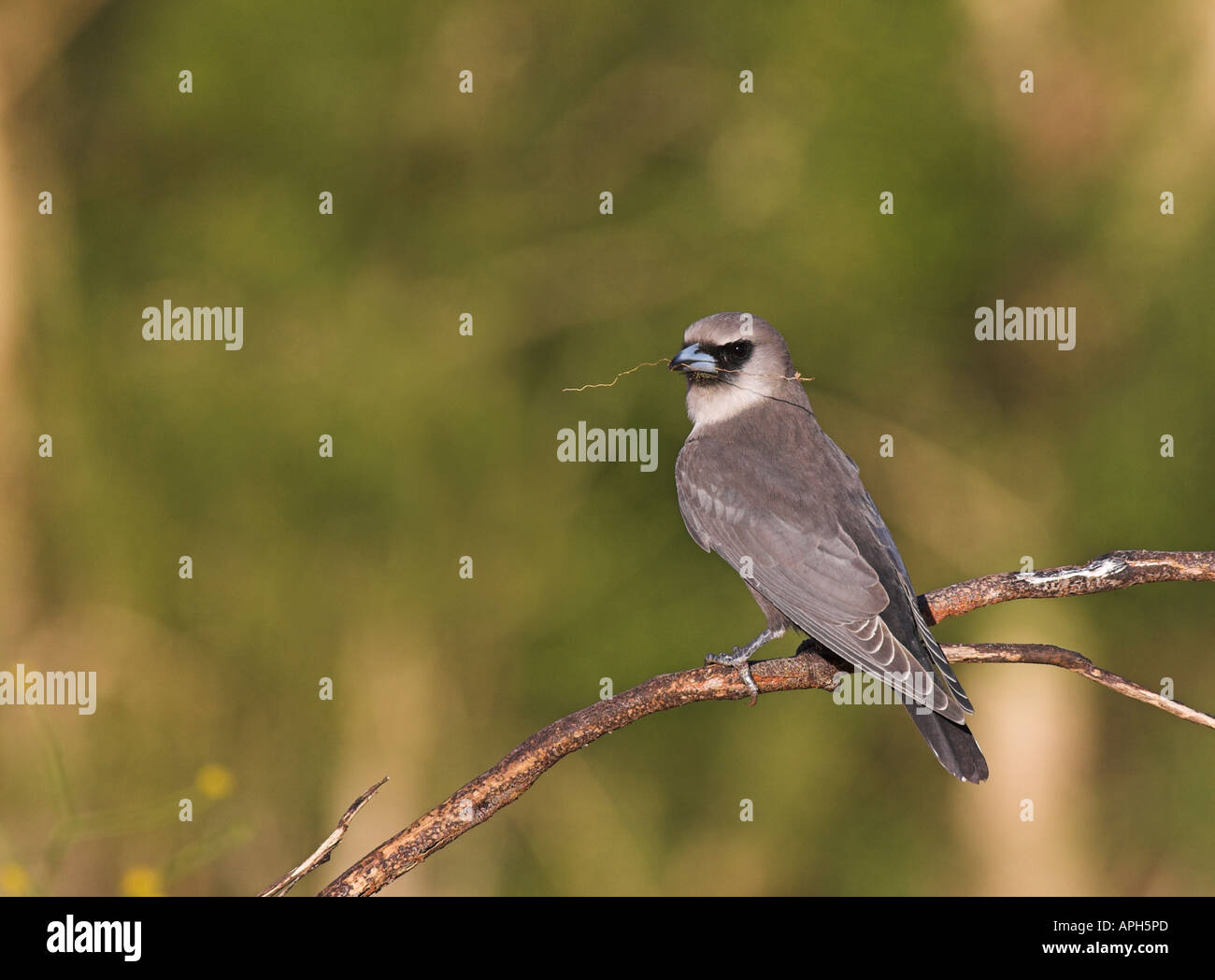 black-faced woodswallow, artamus cinereus perched in a tree Stock Photo ...