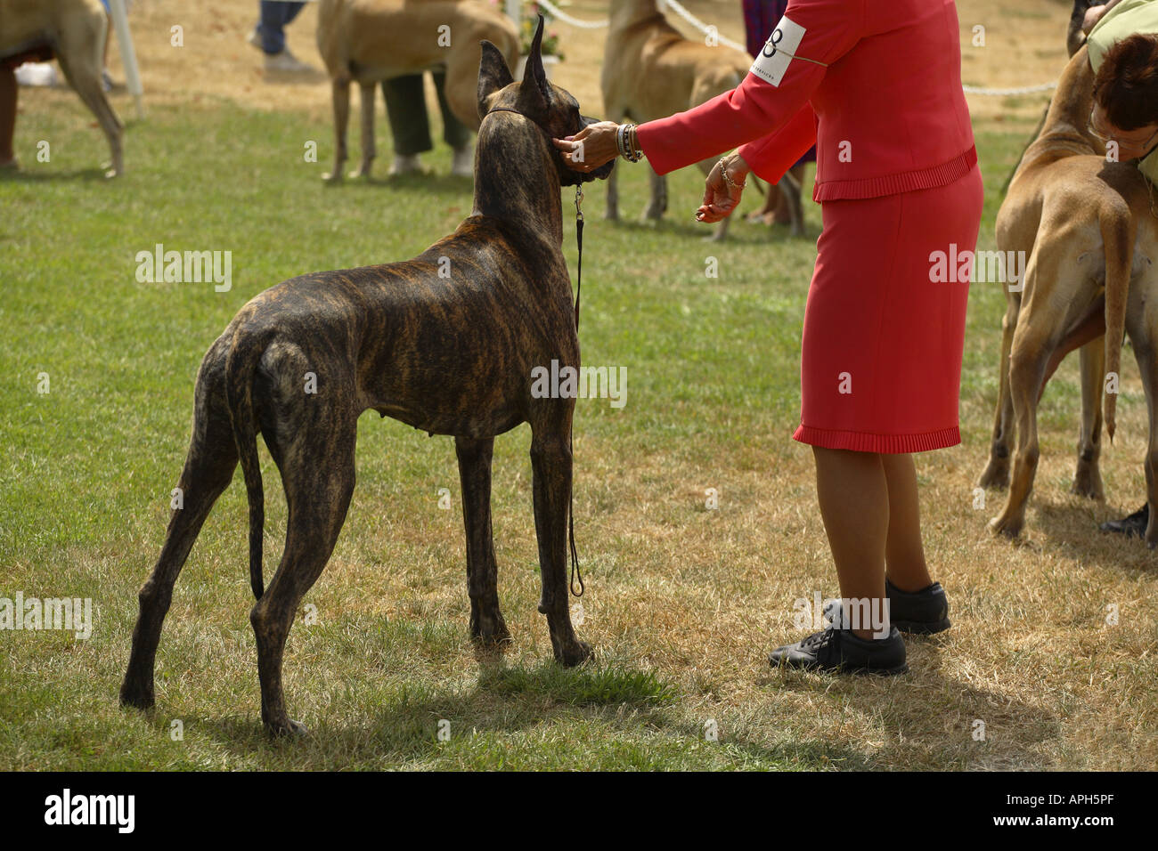 Great Dane dogs Stock Photo - Alamy