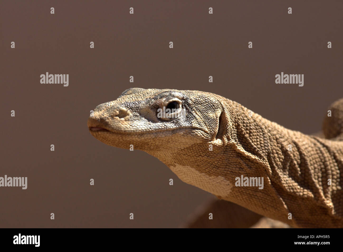 Spencer's monitor, varanus spenceri Stock Photo - Alamy