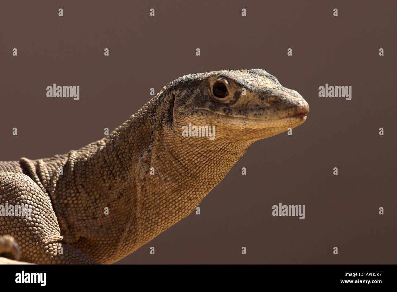 Spencer's monitor, varanus spenceri Stock Photo - Alamy
