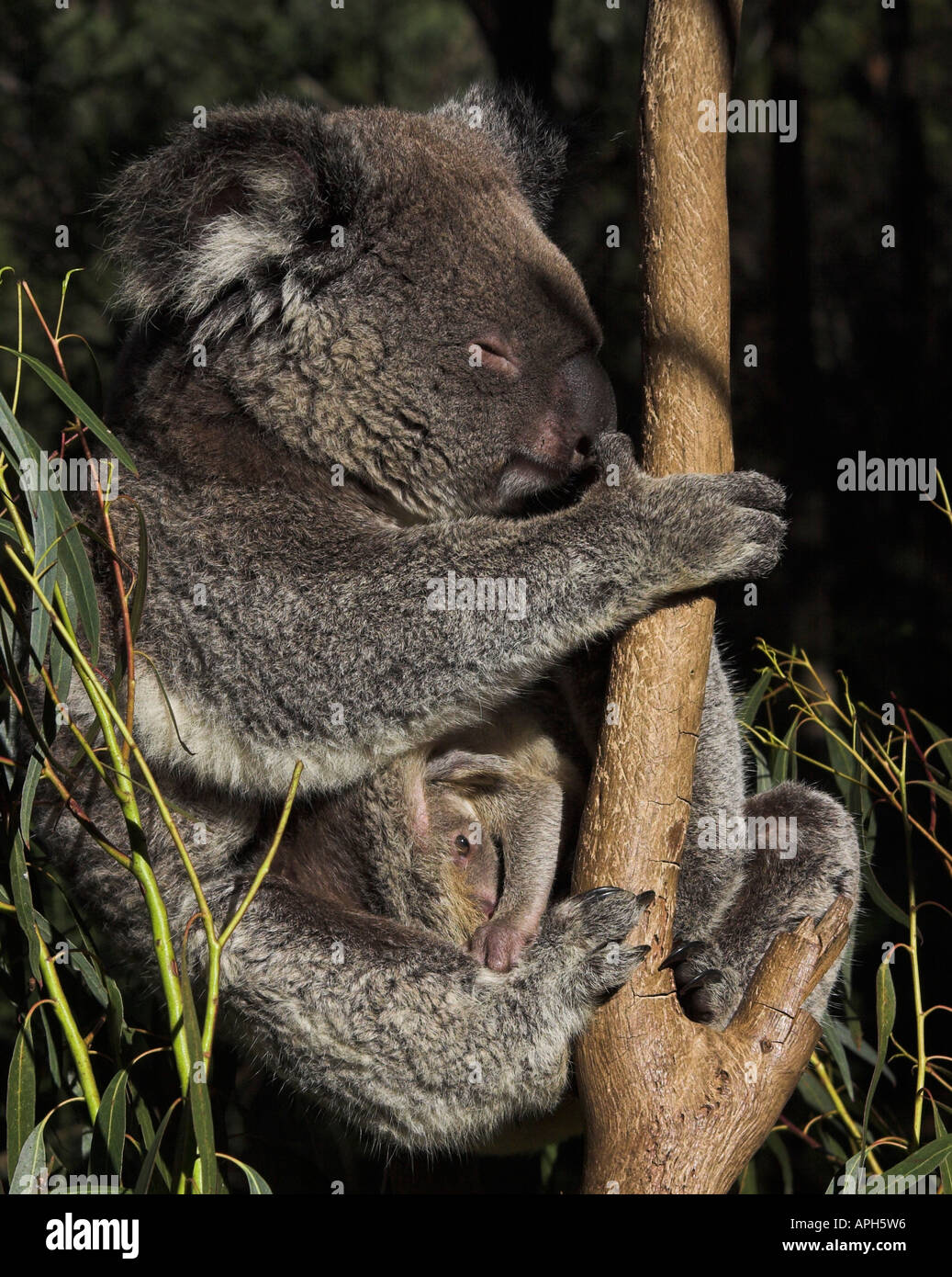 koala, phascolarctos cinereus, with joey Stock Photo - Alamy